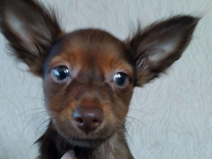 Щенки длинношерстного тоя