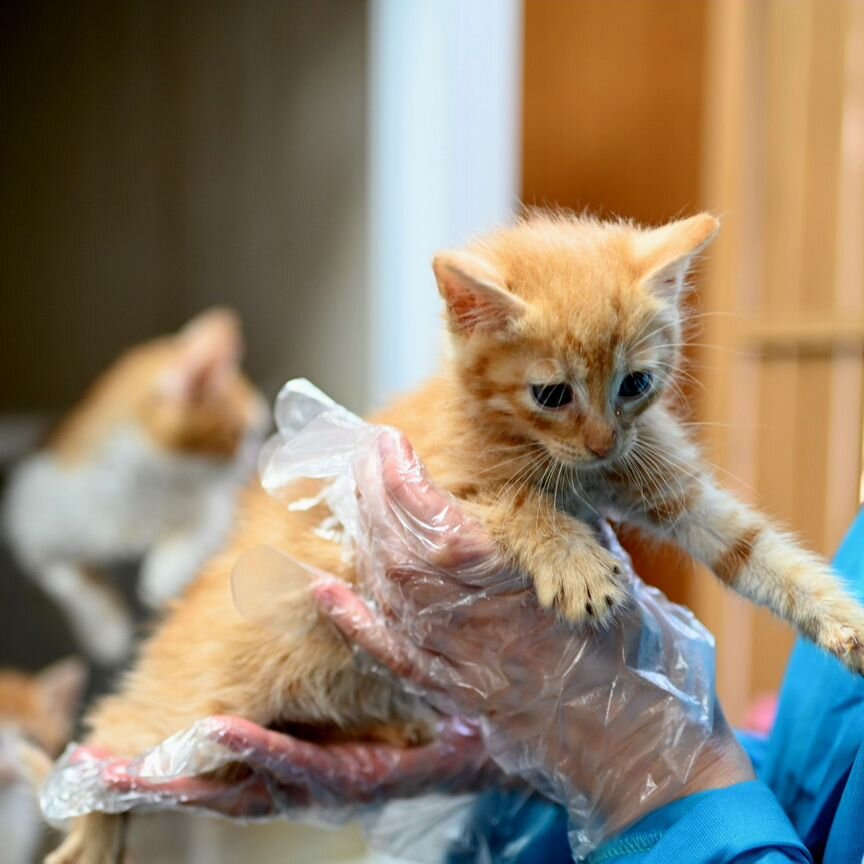 Котята