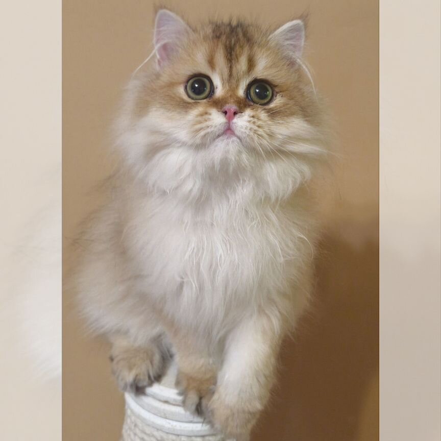 Шотландский прямоухий длинношёрстный котёнок