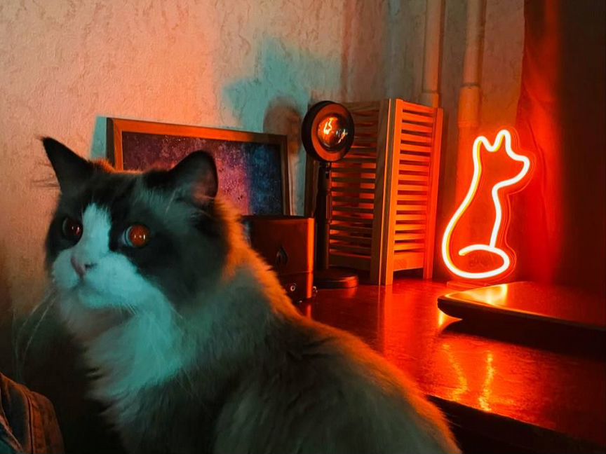 Кот Рэгдолл