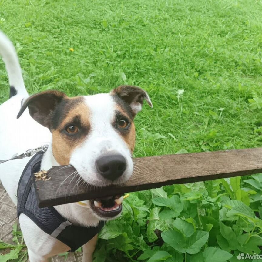 Джек рассел терьер мальчик