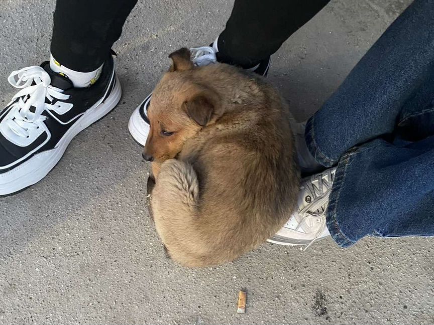 Щенок мальчик ночует на остановке