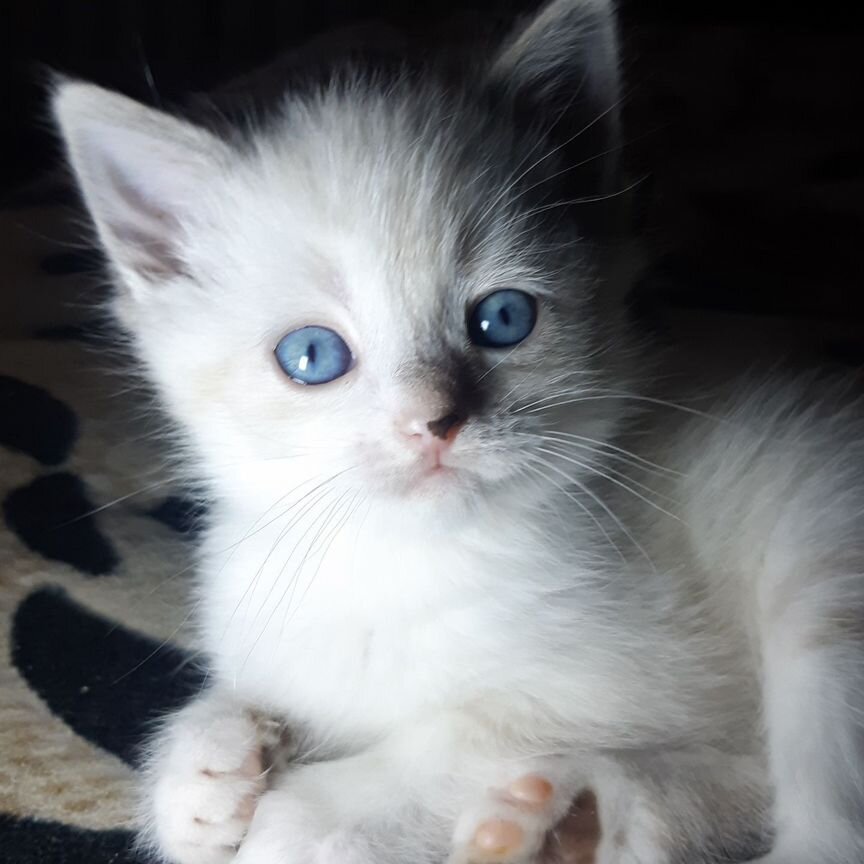 Чудесный котенок