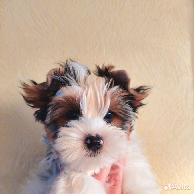 Кобель бивер йорка