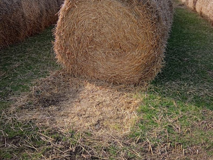 Солома в рулонах