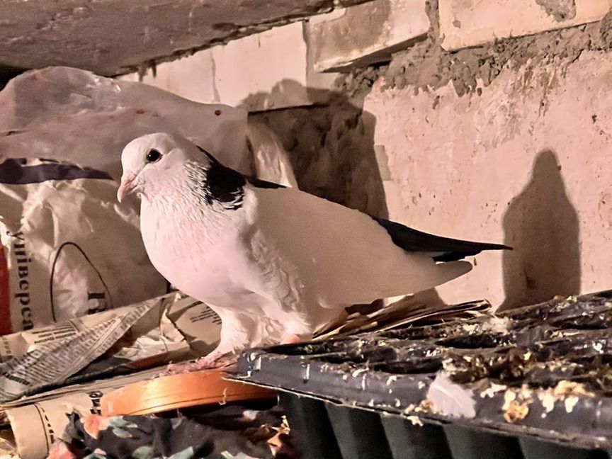 Голубь домашний
