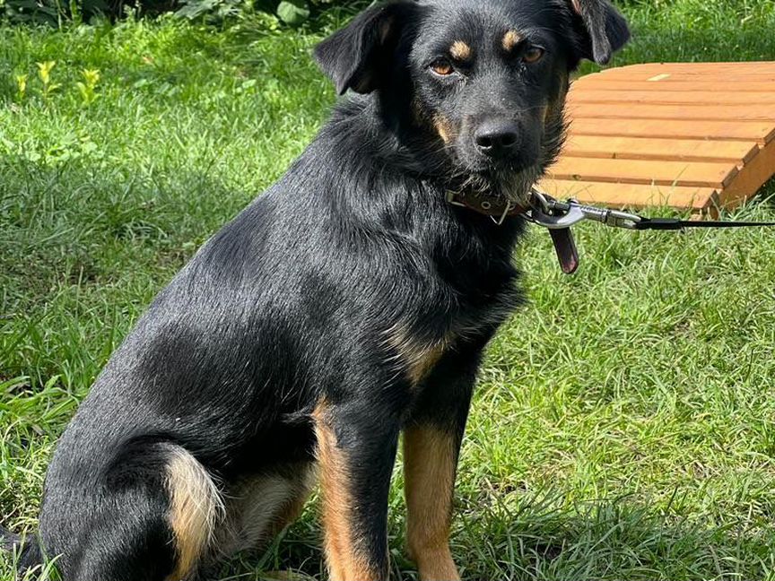 Лилу предала хозяйка, небольшая собака ищет дом