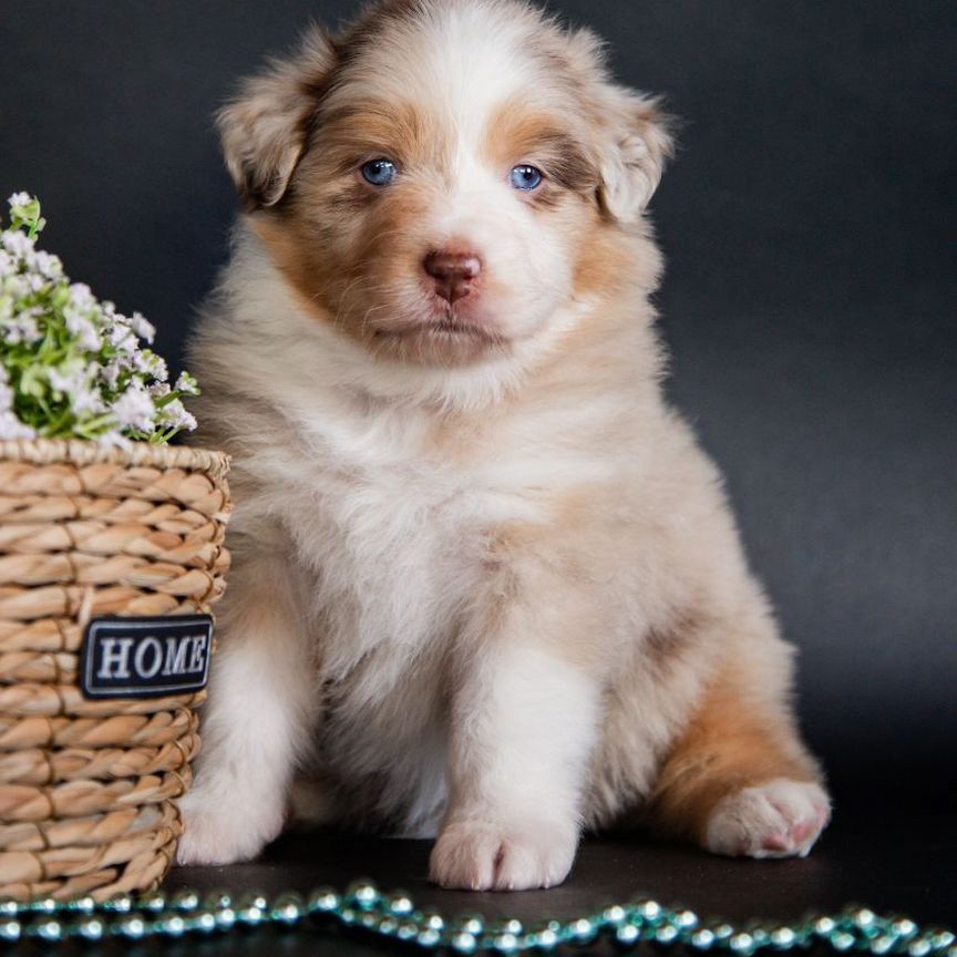 Австралийская овчарка, щенок