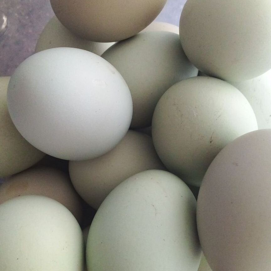 Яйцо куриное на инкубацию