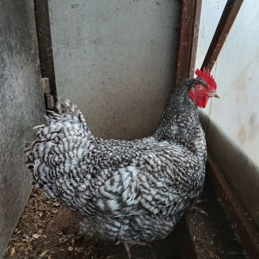 Петух мехеленская кукушка