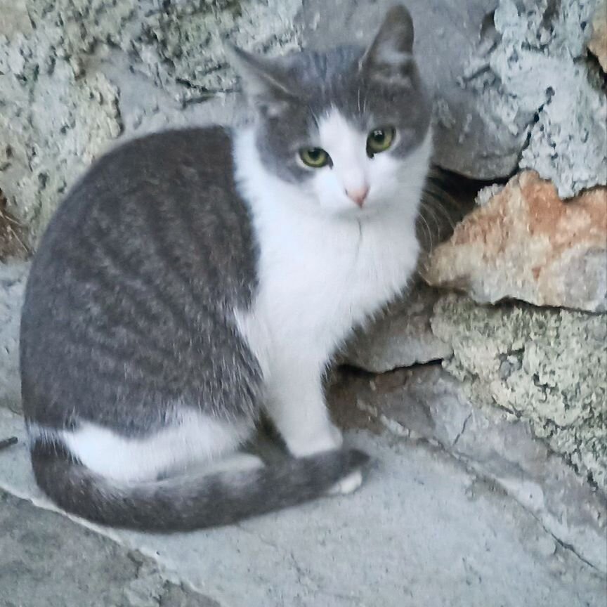 Кошечки в добрые руки