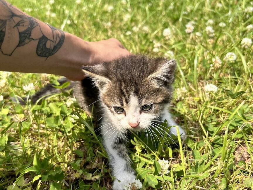 Котята в добрые руки