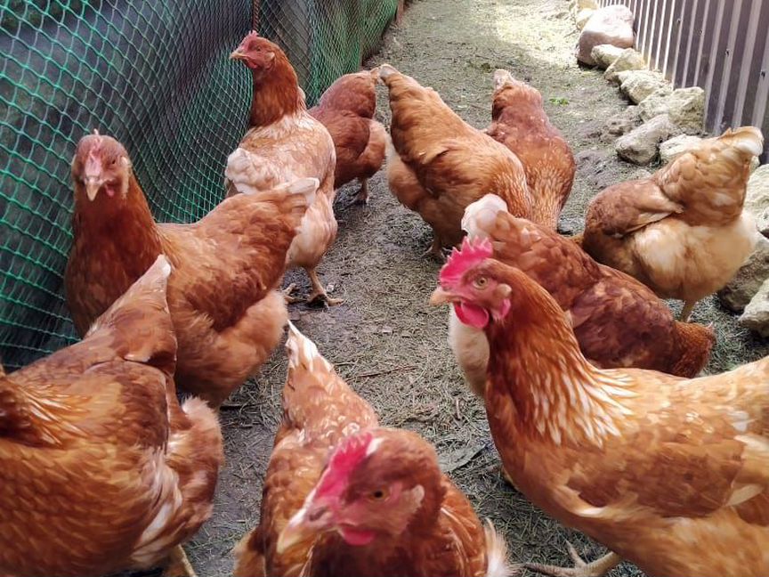 Куры молодки несушки