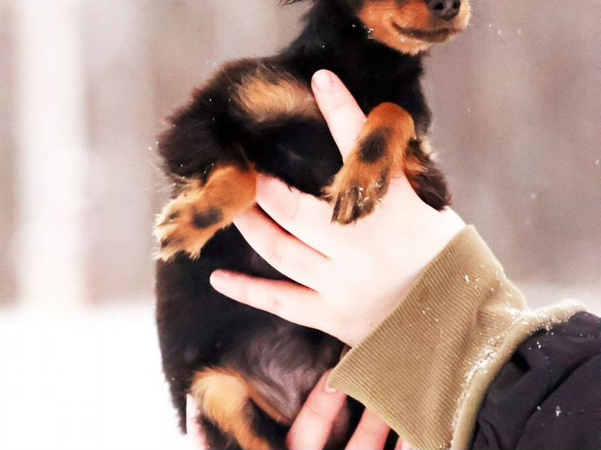 Той-терьер щенки