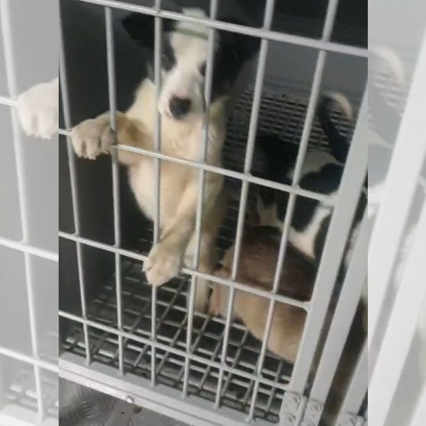 Щенок в добрые руки