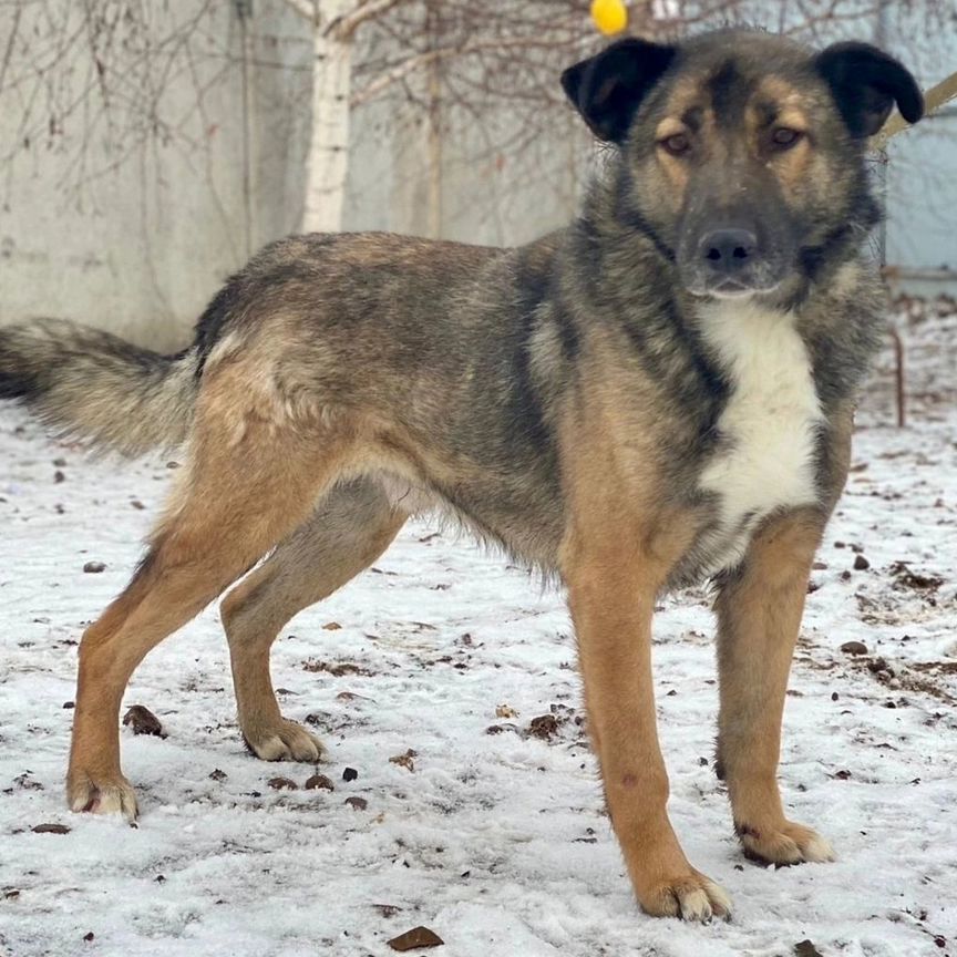 Собака в добрые руки - Амур