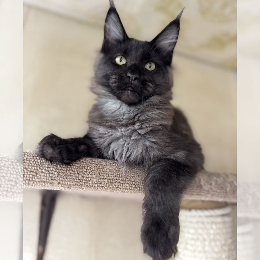 Мейн-кун котёнок