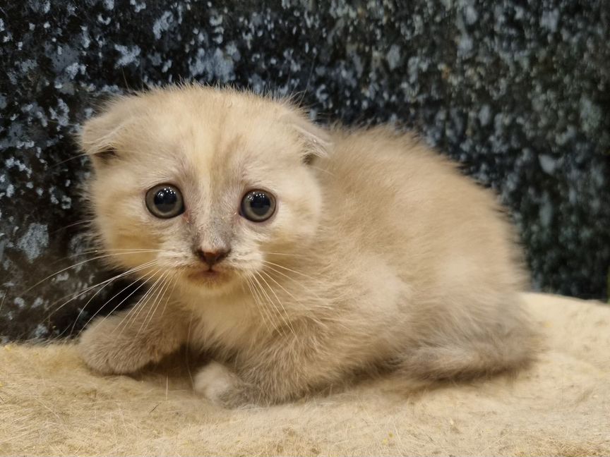 Чудесные шотландские вислоухие котята