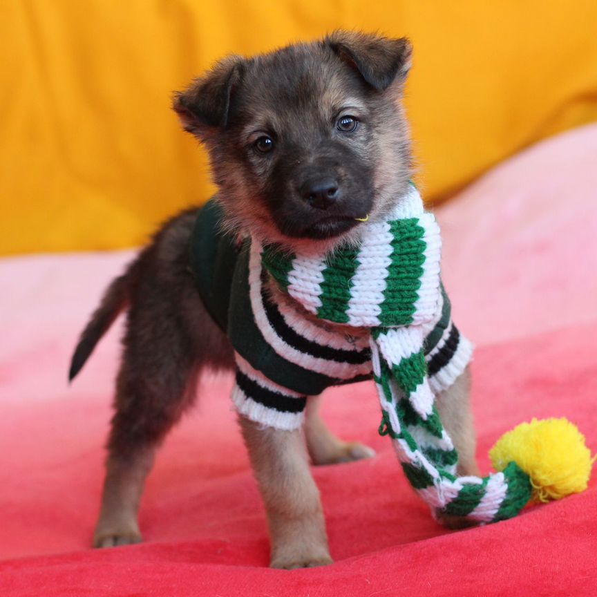 Щенок в добрые руки