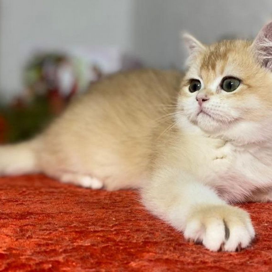 Британские золотые котята