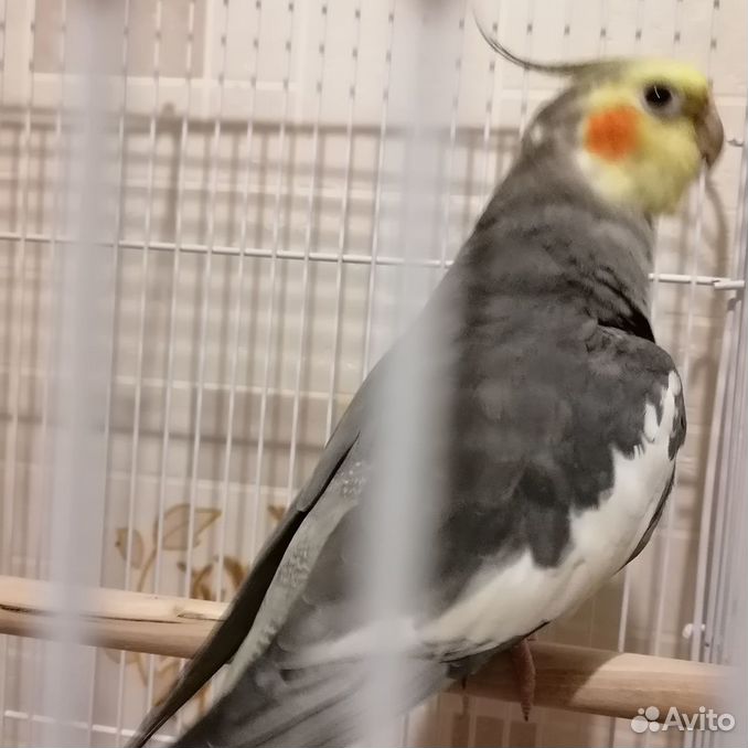 Попугай Карелла самец