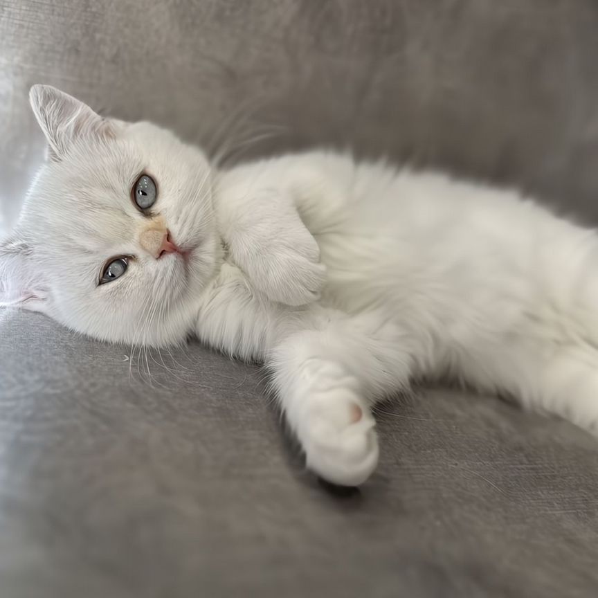 Британский короткошёрстный котёнок