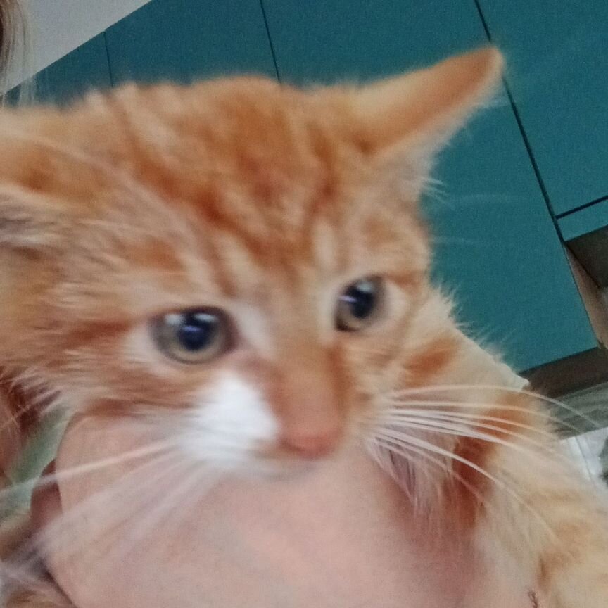 Рыжий котенок мальчик