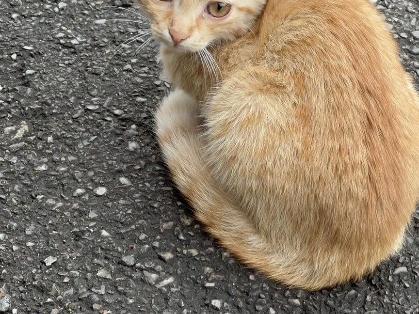 Рыжа кошечка 3,5 мес