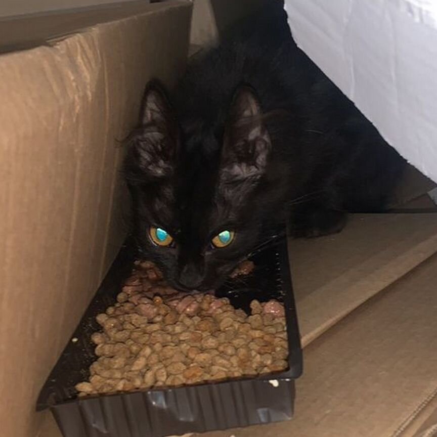 Котята в добрые руки бесплатно черные