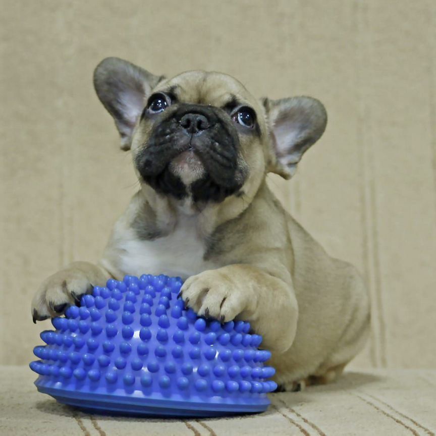 Французский бульдог