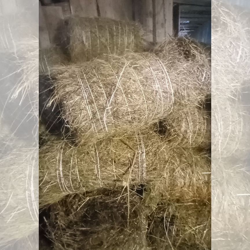Продам сено в рулонах луговое
