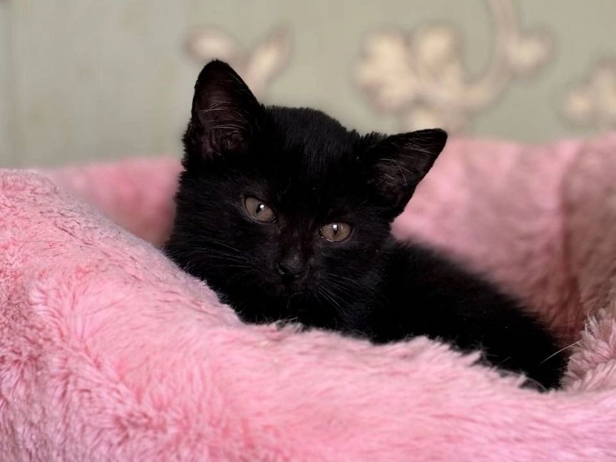 Маленькие черные котята-девочки