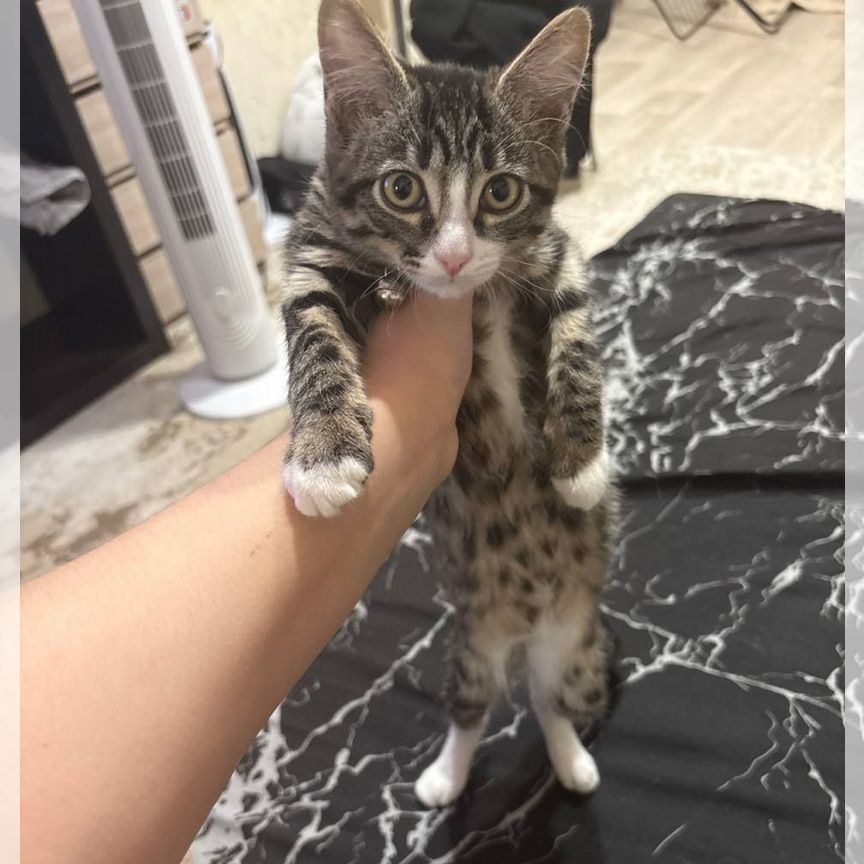 Сибирский котёнок