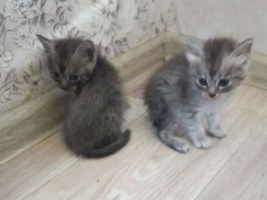 Отдам котят в добрые руки 2 девочек 2 мальчиков