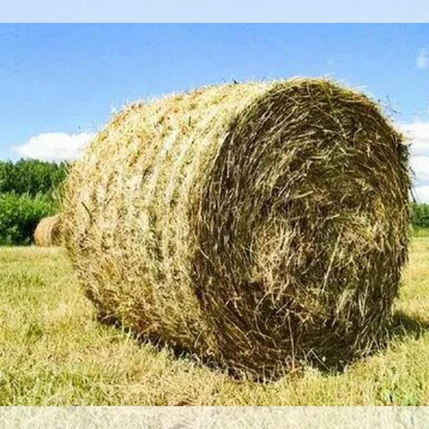 Продам сено в рулонах
