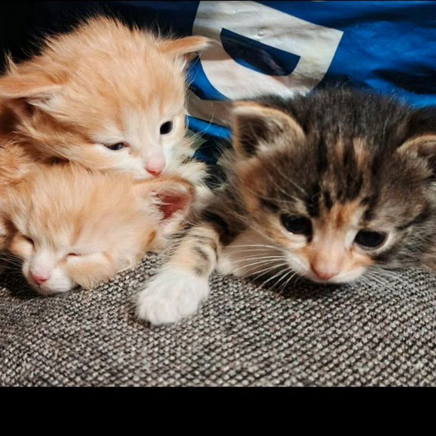 Котята в добрые руки бесплатно, 1 месяц, пушистые