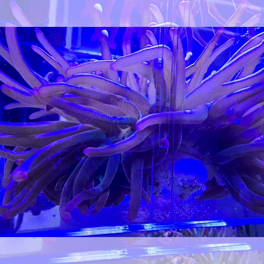 Морские кораллы