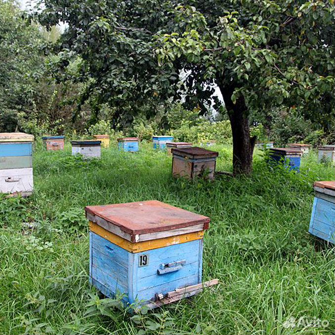 Продам пчелосемьи с ульями