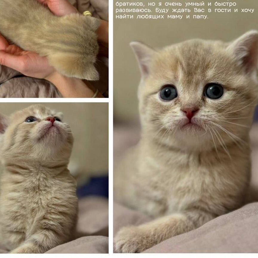 Шотландские вислоухие и прямоухие котята