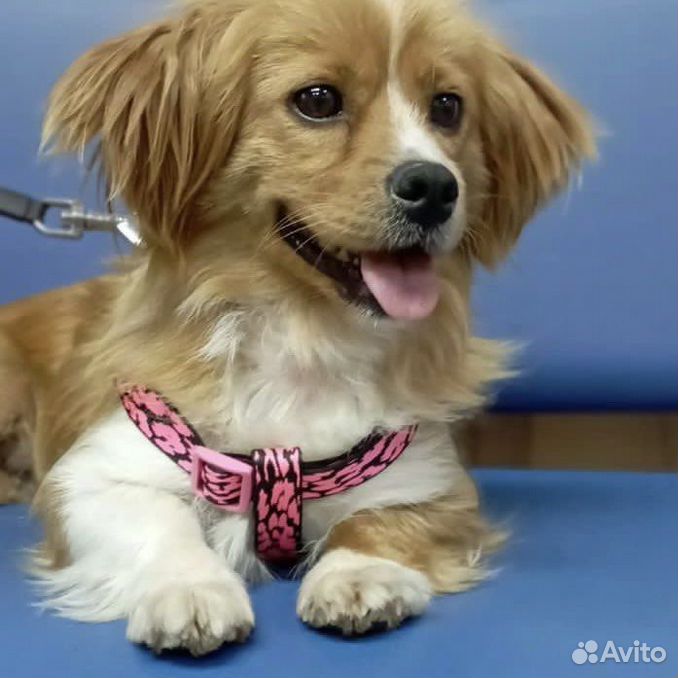 Милая Шани ищет дом