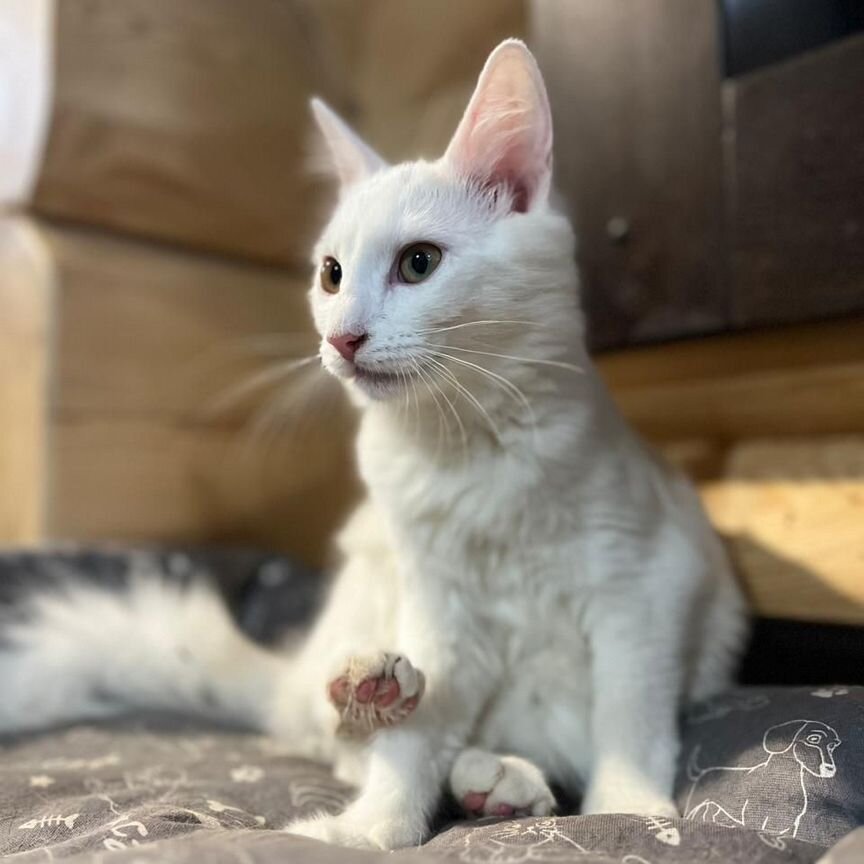 Пушистый беленький котёнок Белла