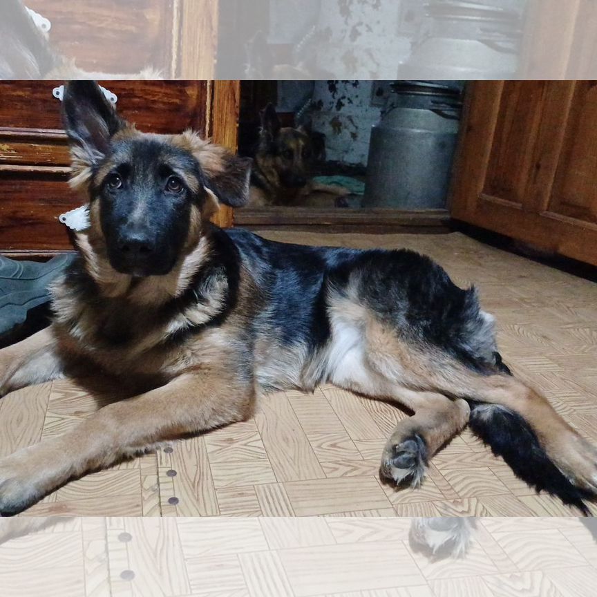 Немецкая овчарка, щенок