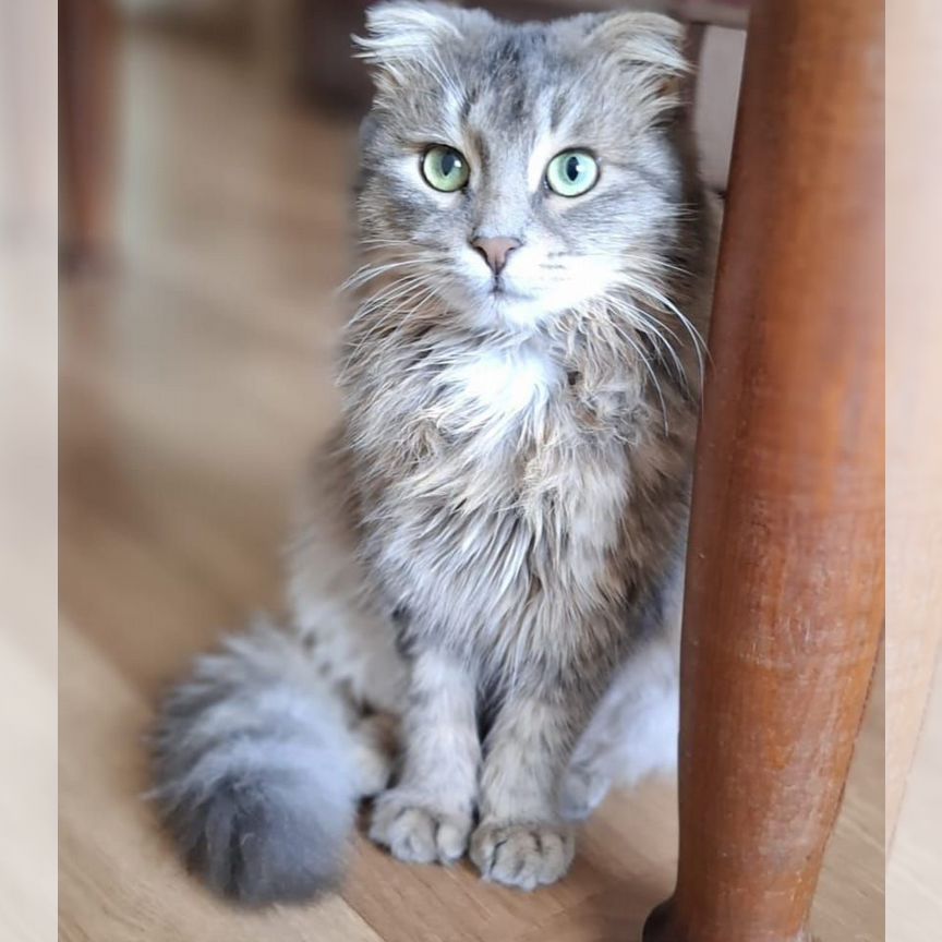 Кошка пушистая котенок девочка