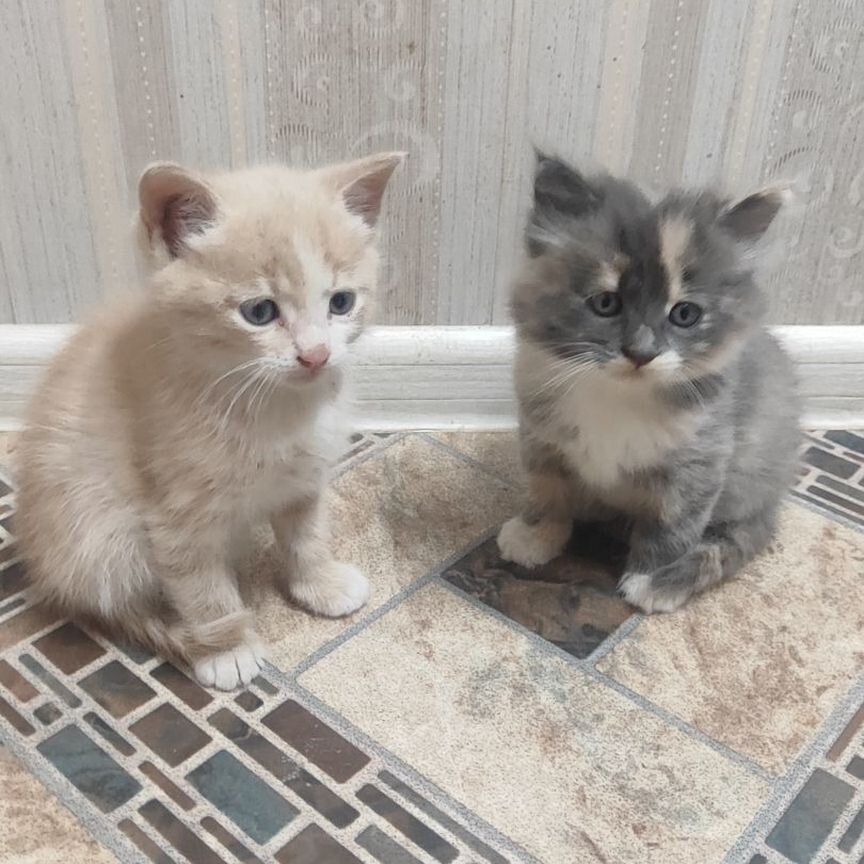 Котята в добрые руки приучены к лотку