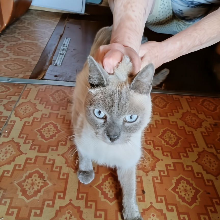 Сиамский котёнок