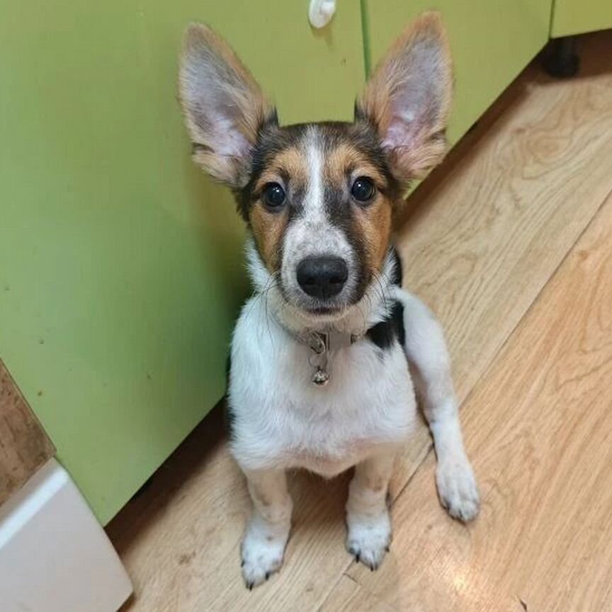 Щенок в добрые руки