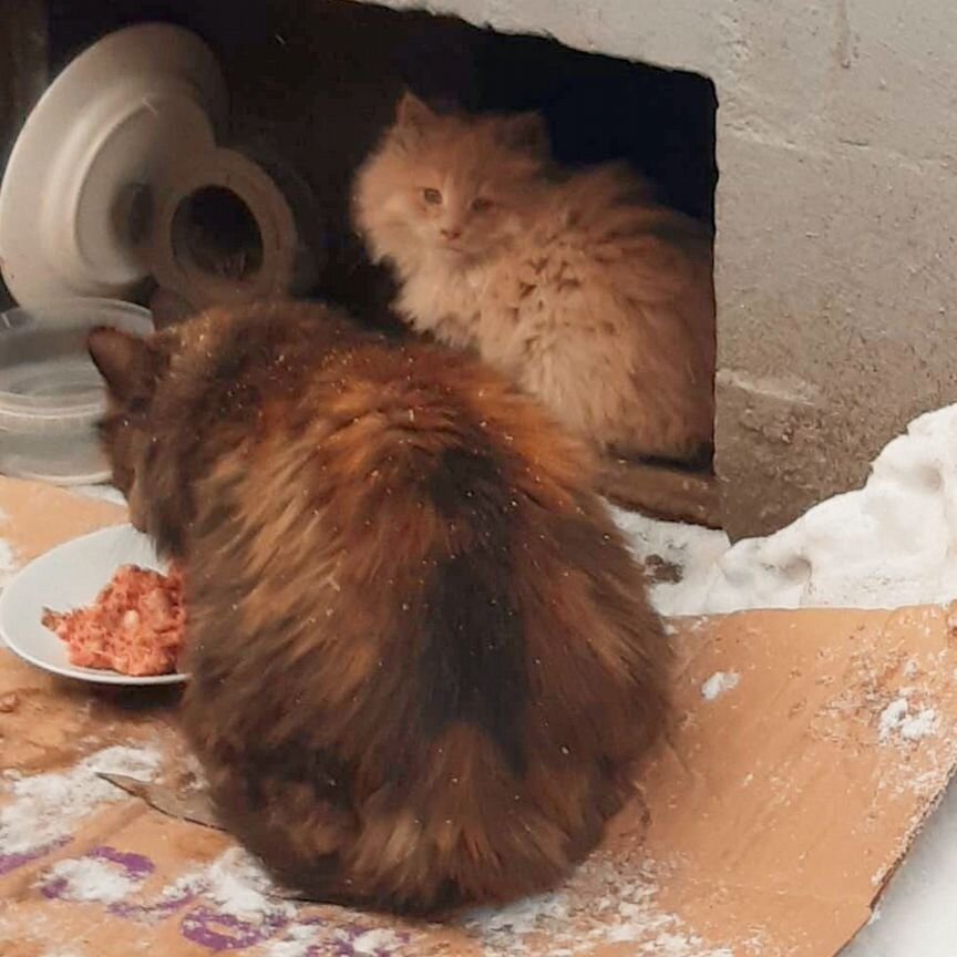 Спасите пушистика