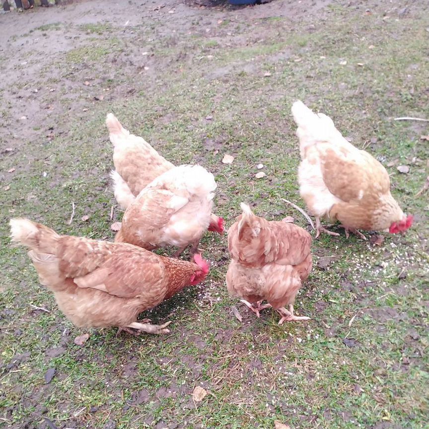 Куры несушки