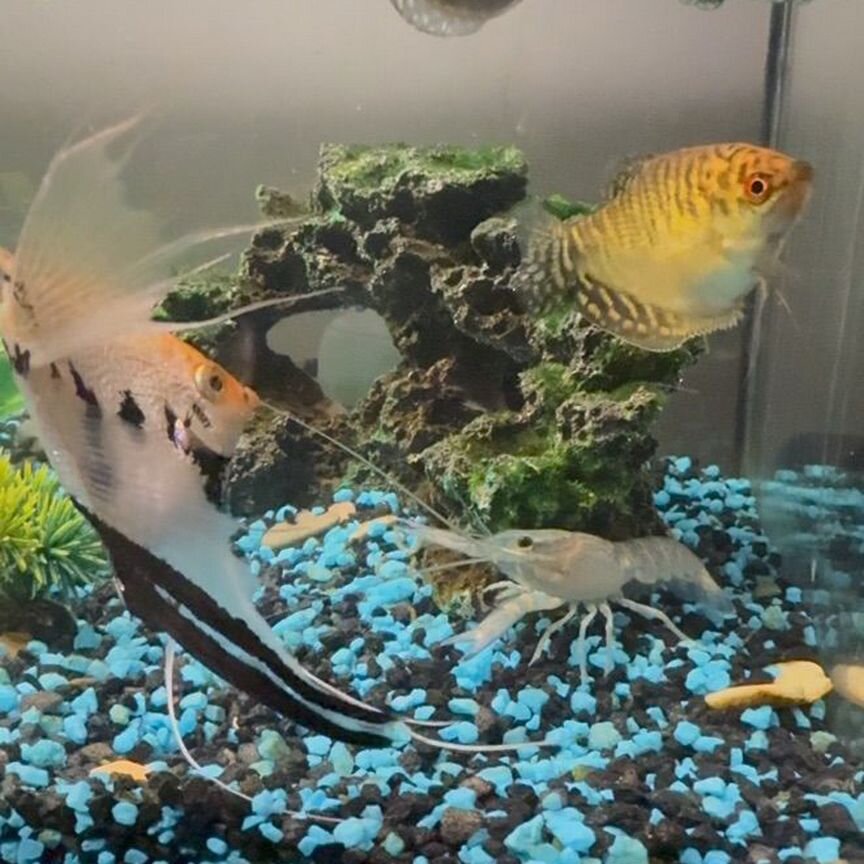 Аквариумные рыбки