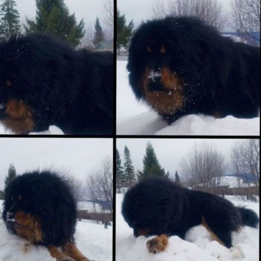 Тибетский мастиф, щенок